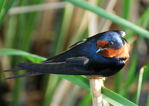 Bird Pose Keypoint Detection Dataset by Leochen