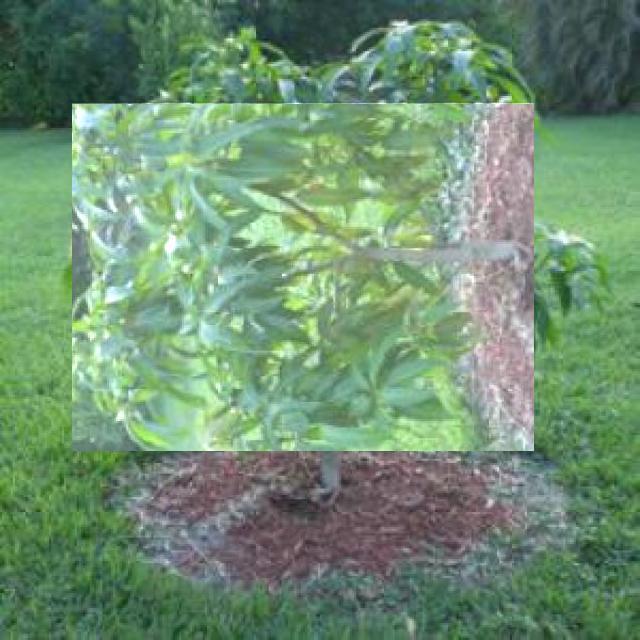 Trees Object Detection Dataset by IA School