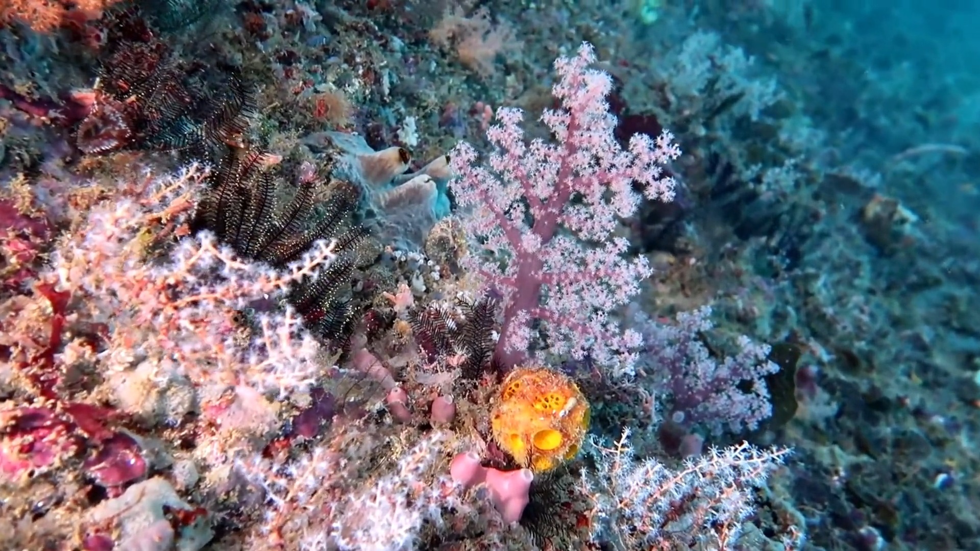 Coral-sol-tipo2 Object Detection Dataset by Luiz Recena