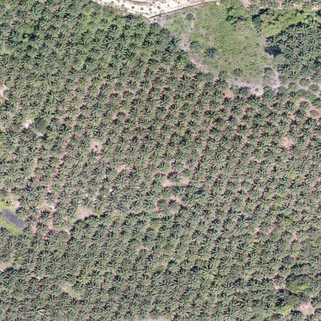 Oil Palm Tree Object Detection Dataset By Universitas Lampung