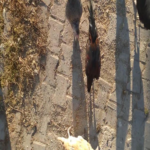 chicken Object Detection Dataset by chicken