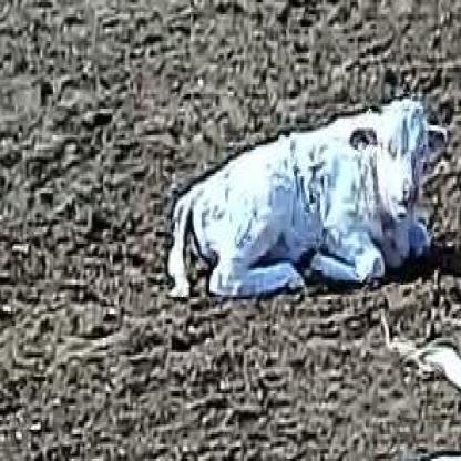 Cows_Movement_and_Behaviours Object Detection Dataset and Pre-Trained Model by Srr Yrcal Anadolu ...