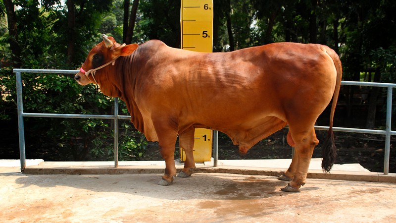 Cattle Dection Object Detection Dataset V1 2024 09 13 12 36pm By