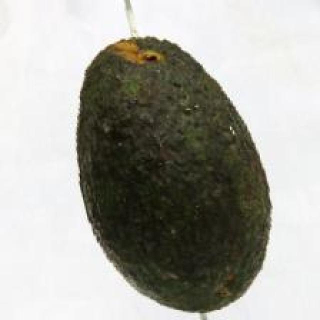 Avocado Object Detection Dataset And Pre Trained Model By Ibnu