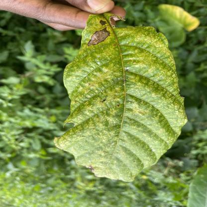 DISEASED LEAF Object Detection Dataset by CSSVDYOLO