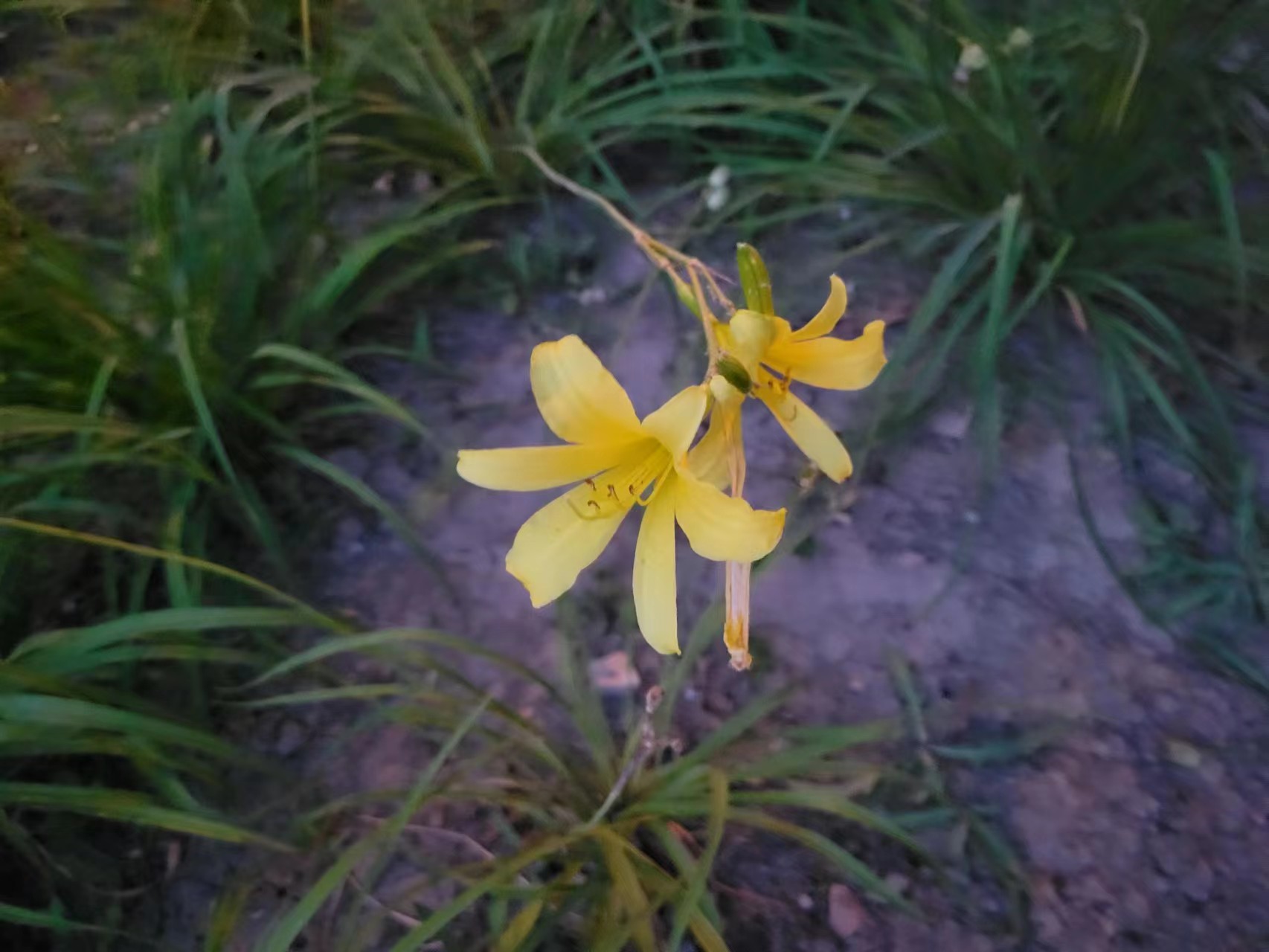 Day-lily detection Object Detection Dataset by COD