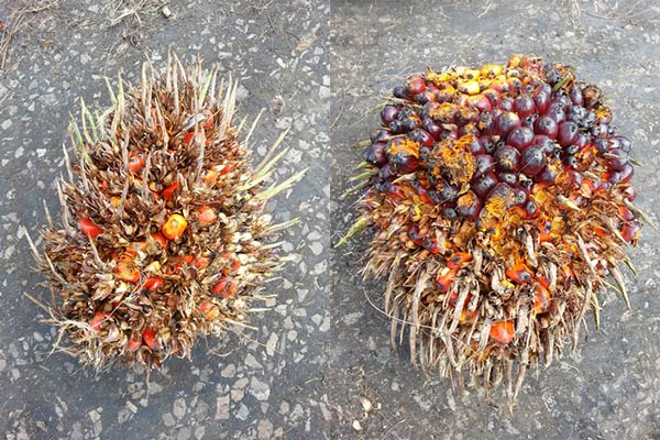 Palm Oil FFB Ripeness Object Detection Model by Zuhair