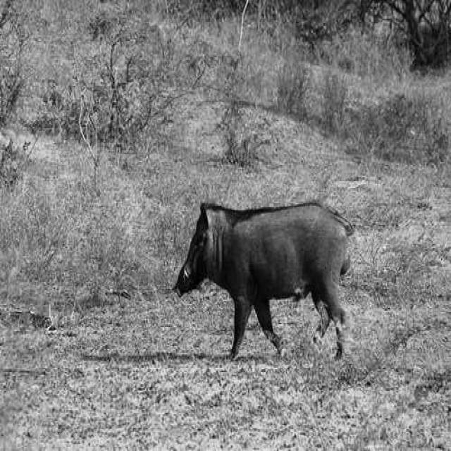 Wild Boar Detection Object Detection Dataset By Htw