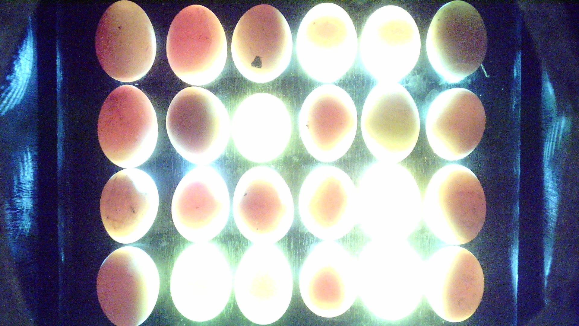 Egg Fertilely Detection Object Detection Dataset And Pre Trained Model