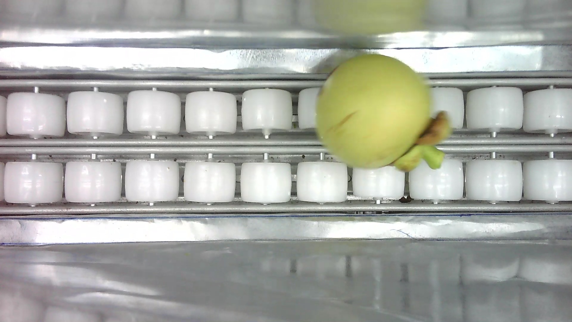 Bach Object Detection Dataset By Mangkood