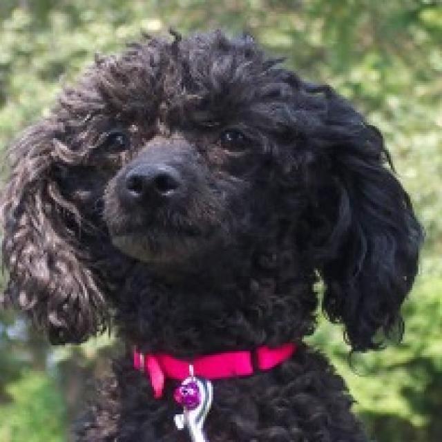 DOG breed detection Classification Dataset and Pre-Trained Model by vehi