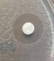 WBC (wbc-ishyb) - Roboflow Universe