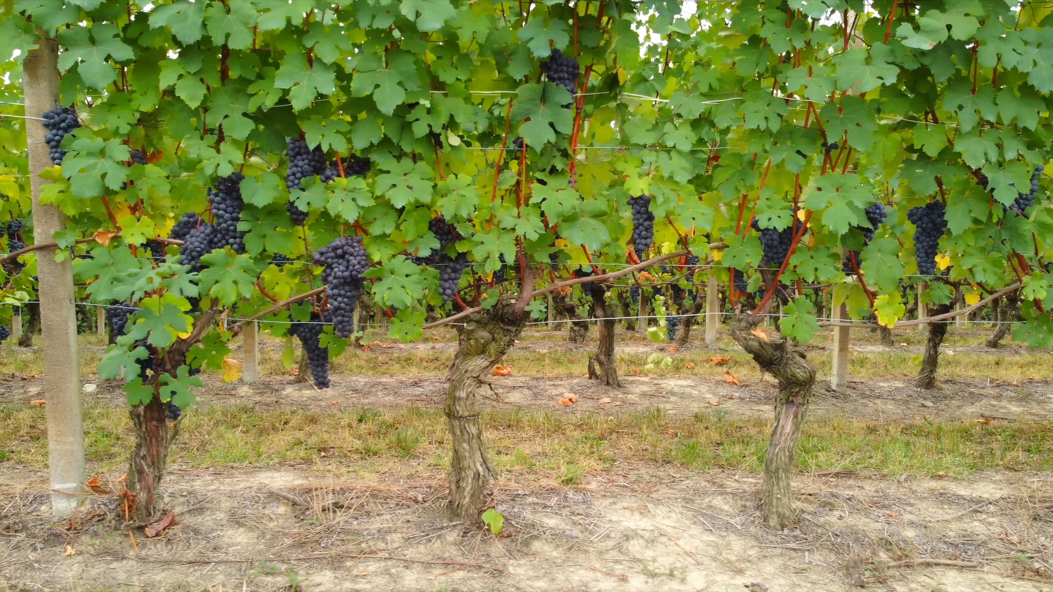 Grape Cluster Detection Object Detection Model by secondaryworkspace