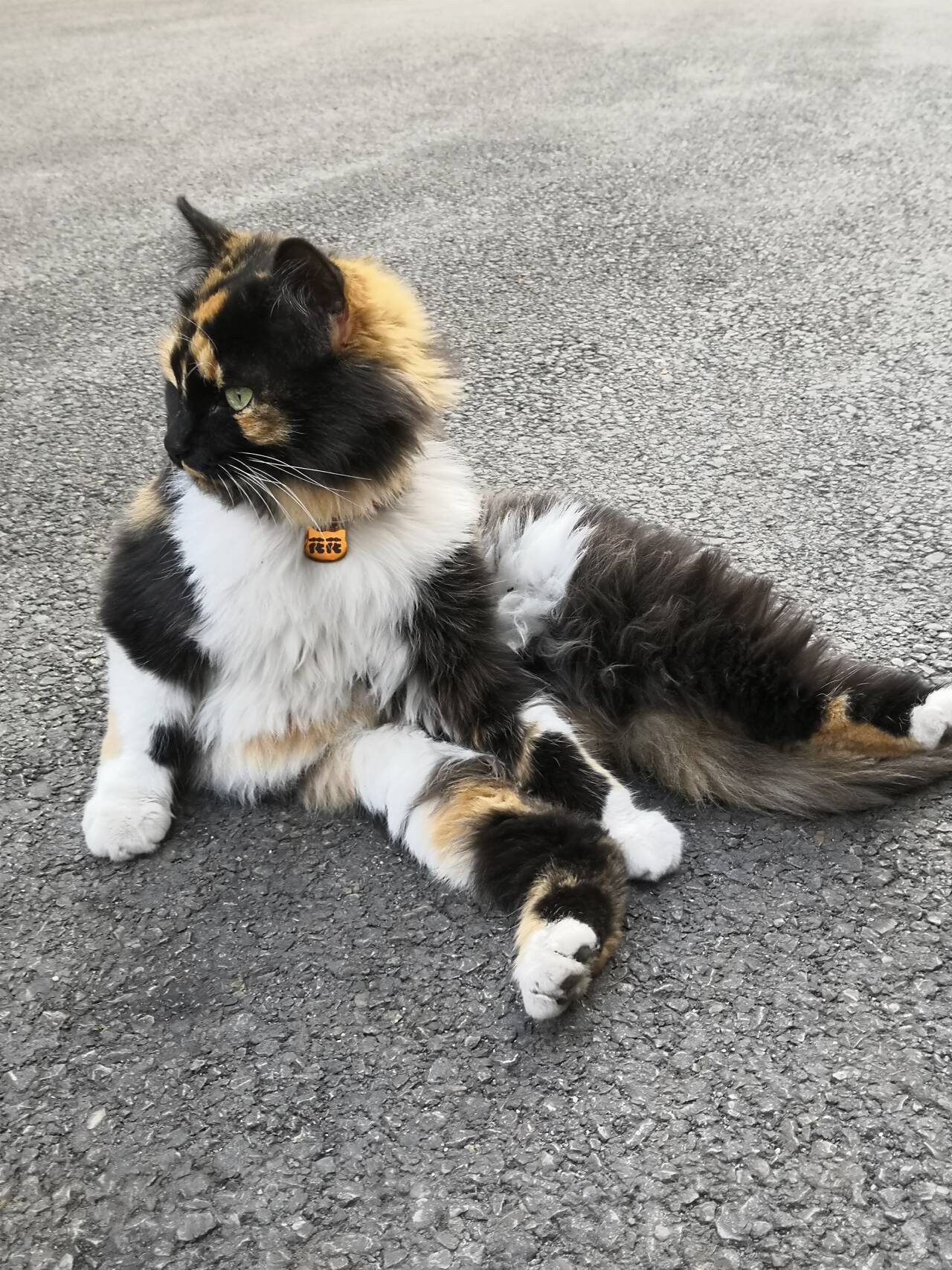 cat (cat-0mflu) - Roboflow Universe