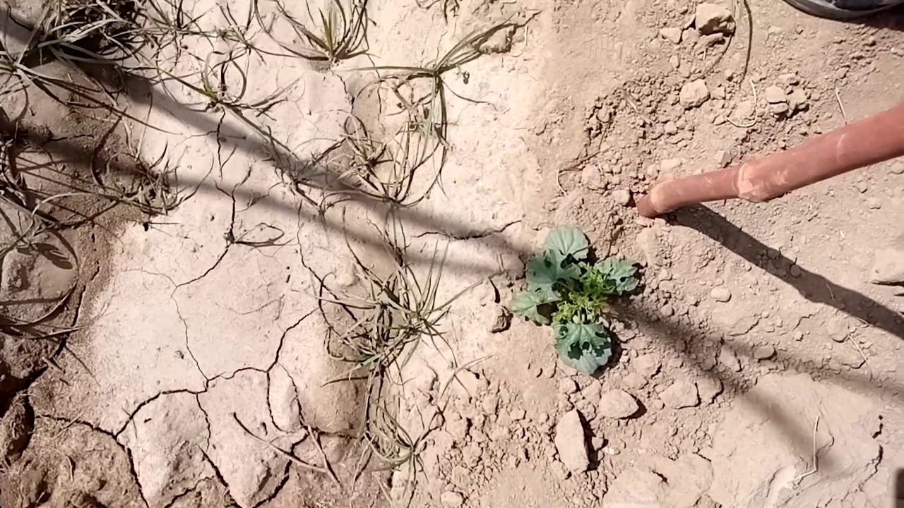 sabzi Object Detection Dataset and Pre-Trained Model by ned university of engineering and technology