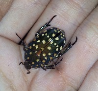 insects segmentation model - Roboflow Universe