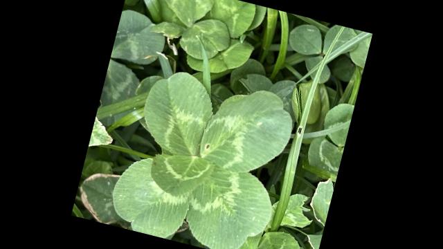 Four leaf clovers Object Detection Dataset by Cians Workspace
