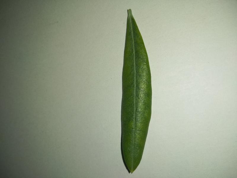 olive's leaf diseases Classification Dataset by HAhmedAI