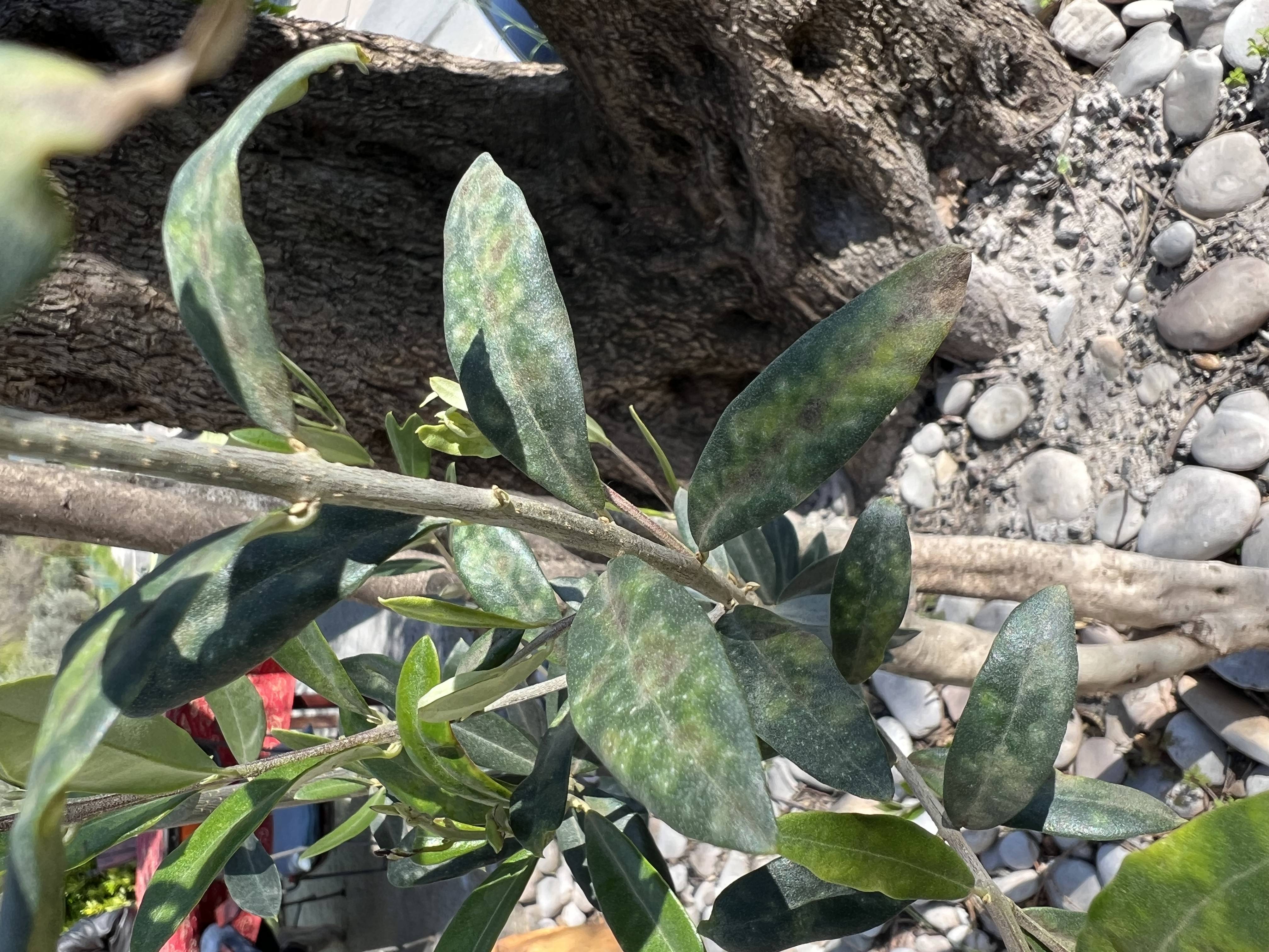 Olive Tree Diseases (part 1/2, combined data) Object Detection Dataset ...