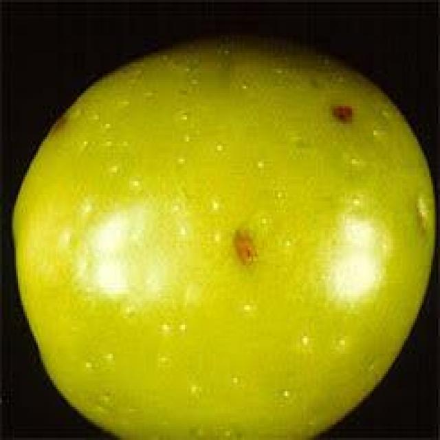 Mon Pfe Bounding Box Detection Object Detection Dataset By Arina Fay 1716