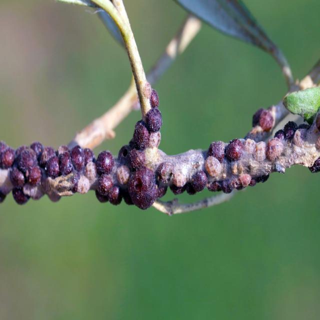 Olive Tree Diseases Object Detection Dataset by Arina Fay