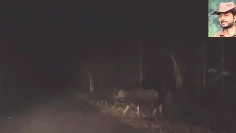 Elephants_Evo Object Detection Model by ultimateele05