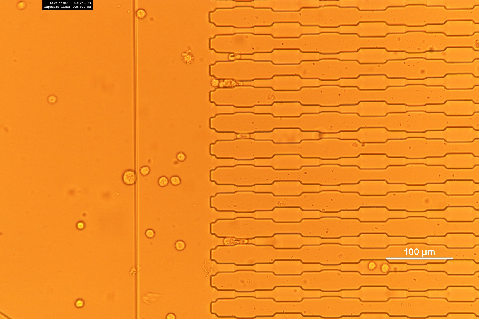Segmentationcells - Roboflow Universe Segmentationcells - Roboflow Universe