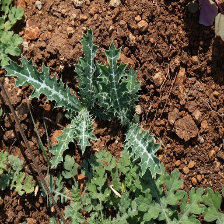 weeds_dataset Object Detection Dataset by Uday