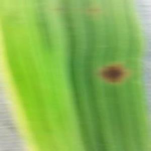 Paddy Leafs Disease Object Detection Model by Azzahra Dhanindya