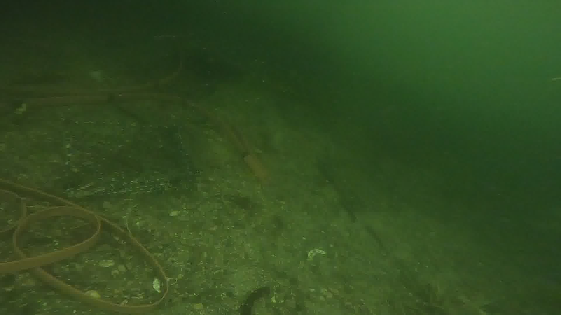 Psi Sea Cucumber Survey Object Detection Dataset And Pre Trained Model
