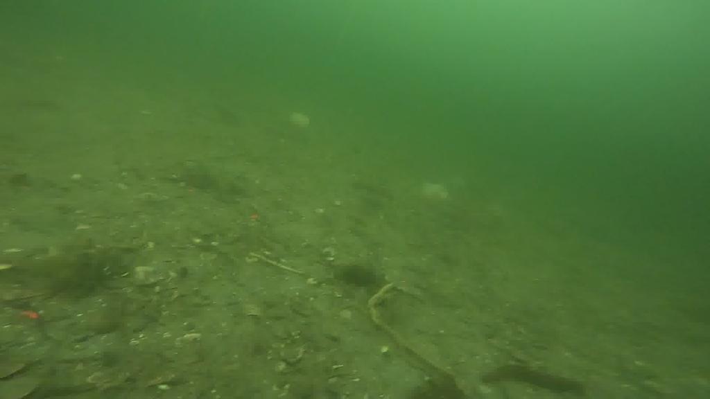 Psi Sea Cucumber Survey Sa Object Detection Dataset And Pre Trained