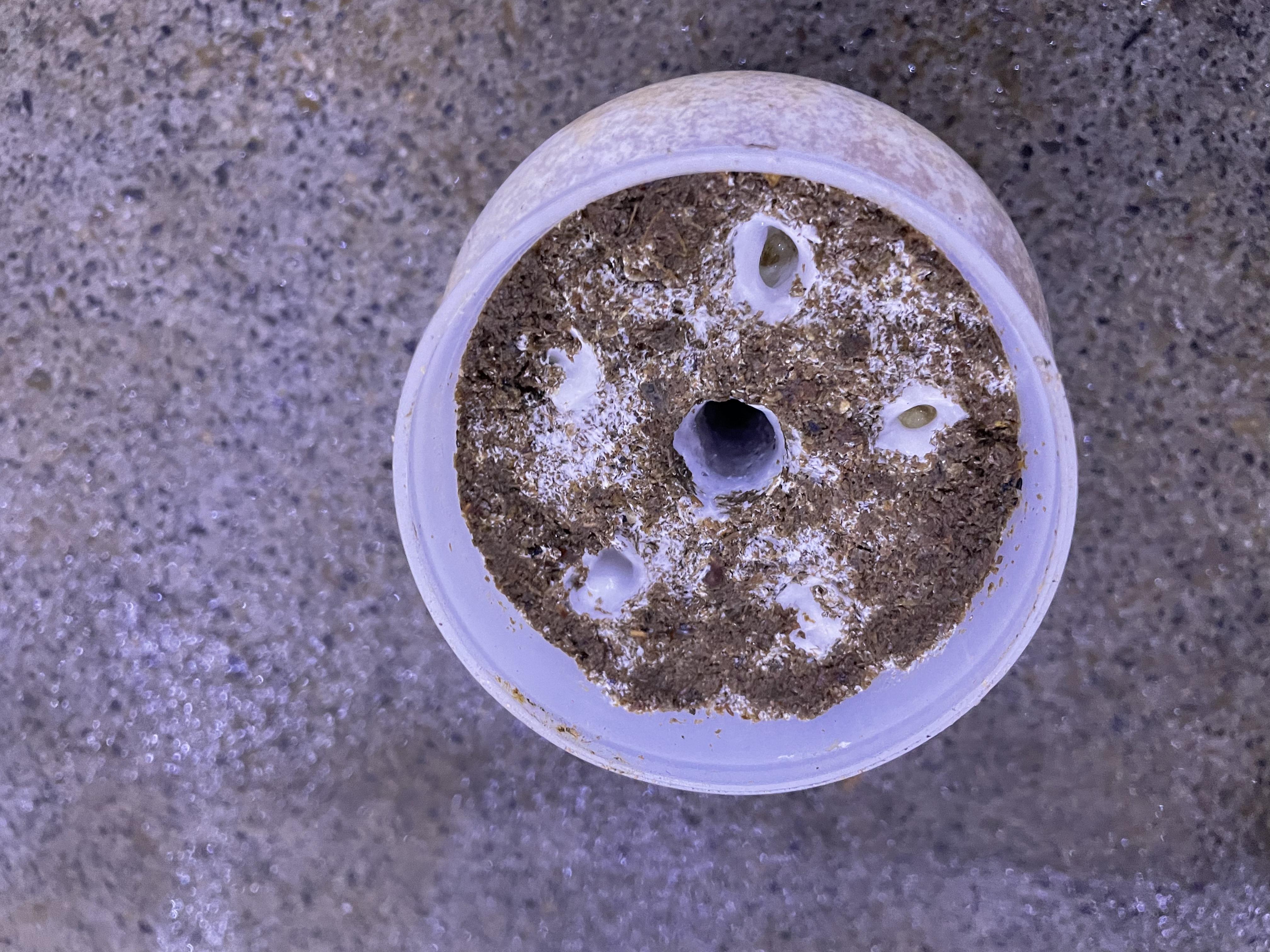 mycelium-6 Instance Segmentation Dataset by tan