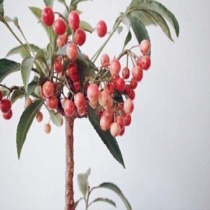 Plants Detection Object Detection Dataset and Pre-Trained Model by FEAS