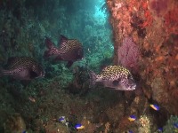 pose classification - Roboflow Universe