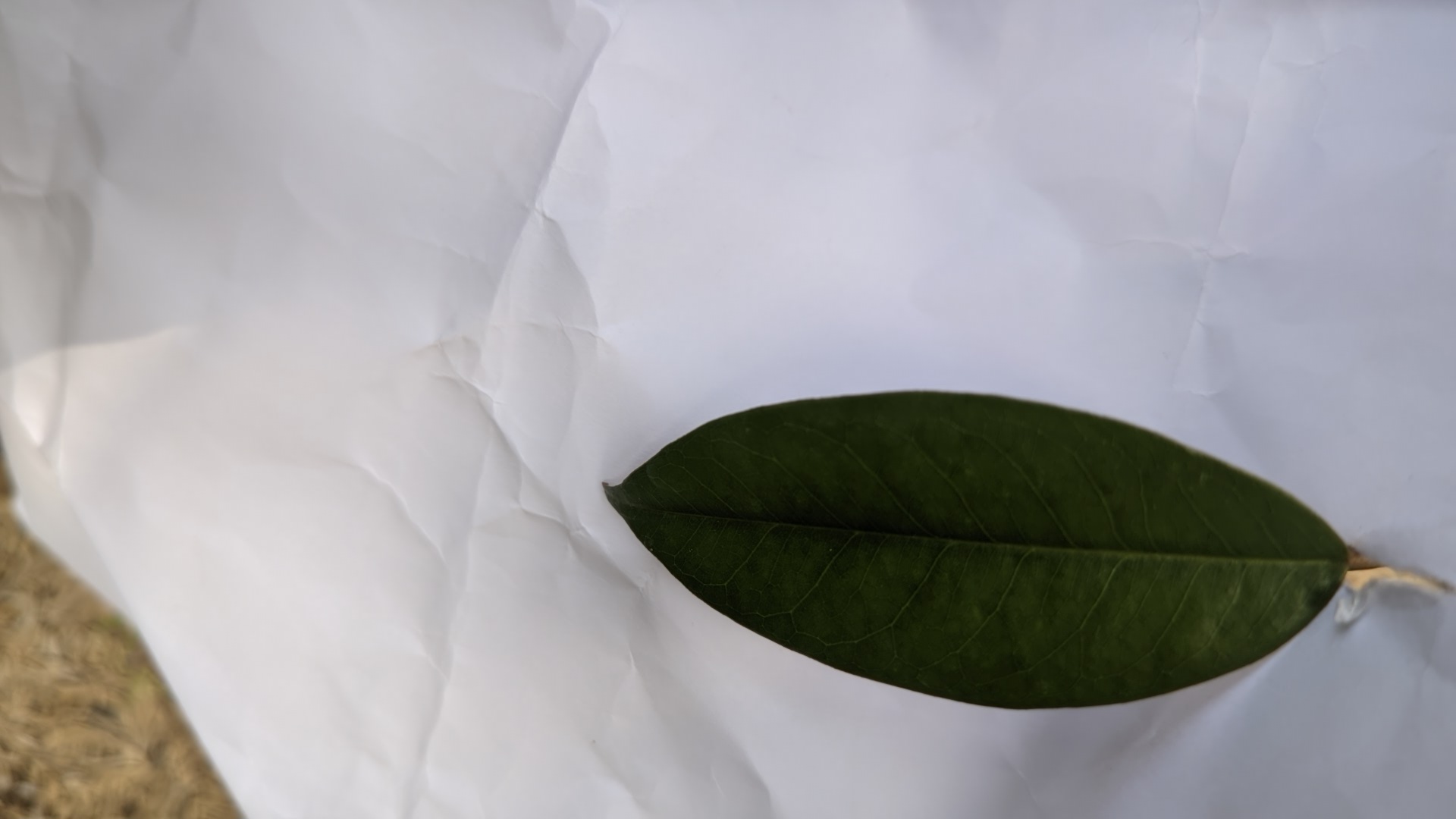 Durian Object Detection Dataset by hargo