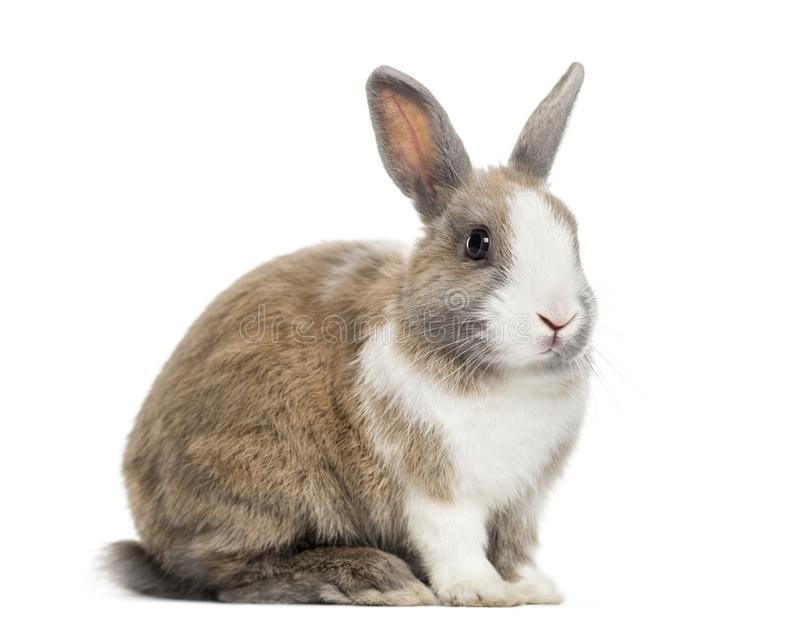 Pets Classification Dataset by CESAR