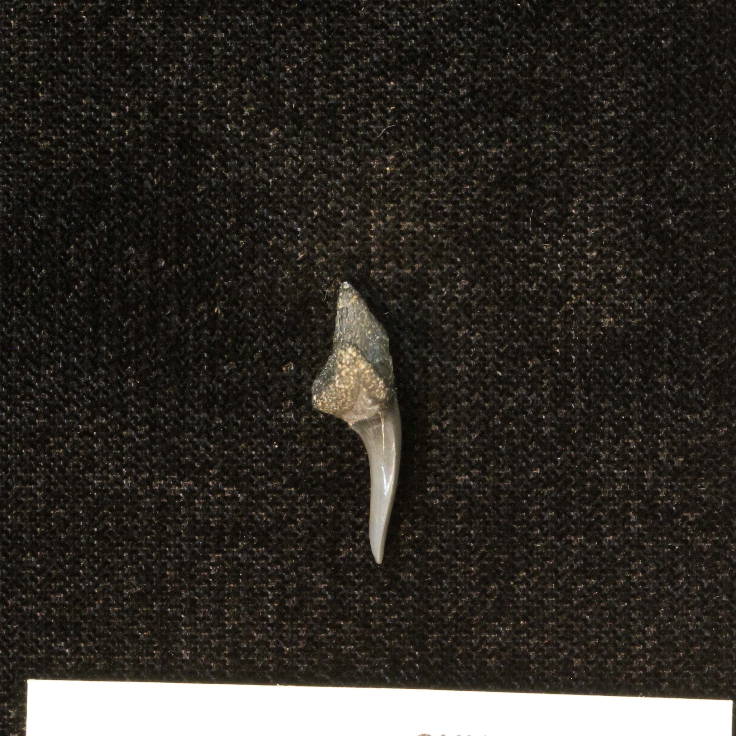 Shark Teeth Object Detection Dataset and Pre-Trained Model by SharkTeeth