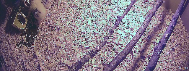 Chicken tracker Object Detection Dataset and Pre-Trained Model by JustATest