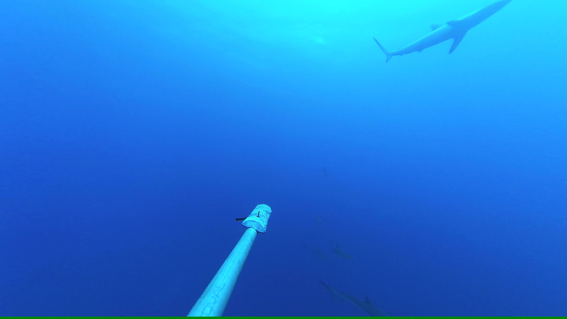 Marine life detector Object Detection Dataset and Pre-Trained Model by Sharks