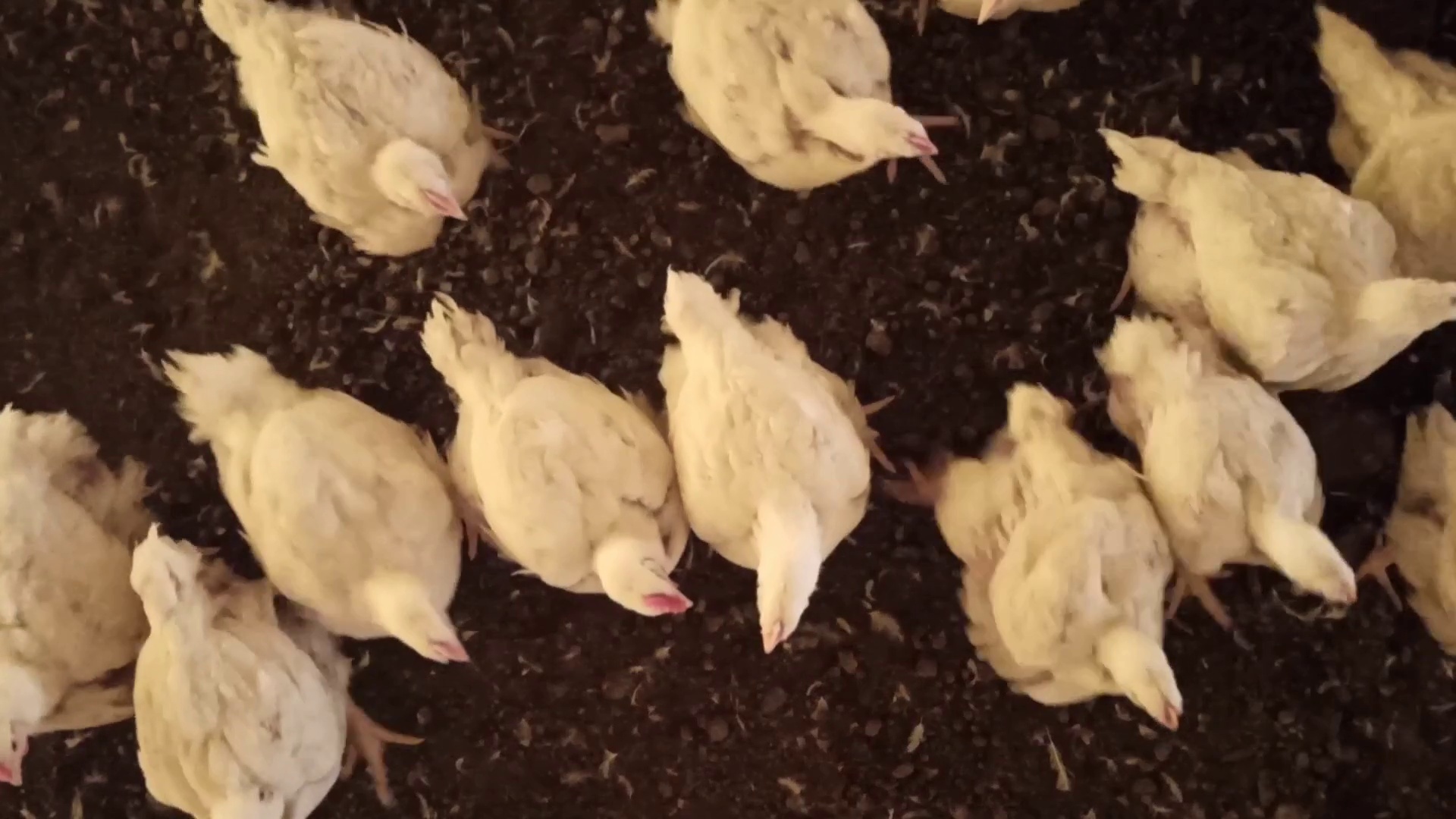 Chicken Detection Object Detection Model by Dhananjaya k