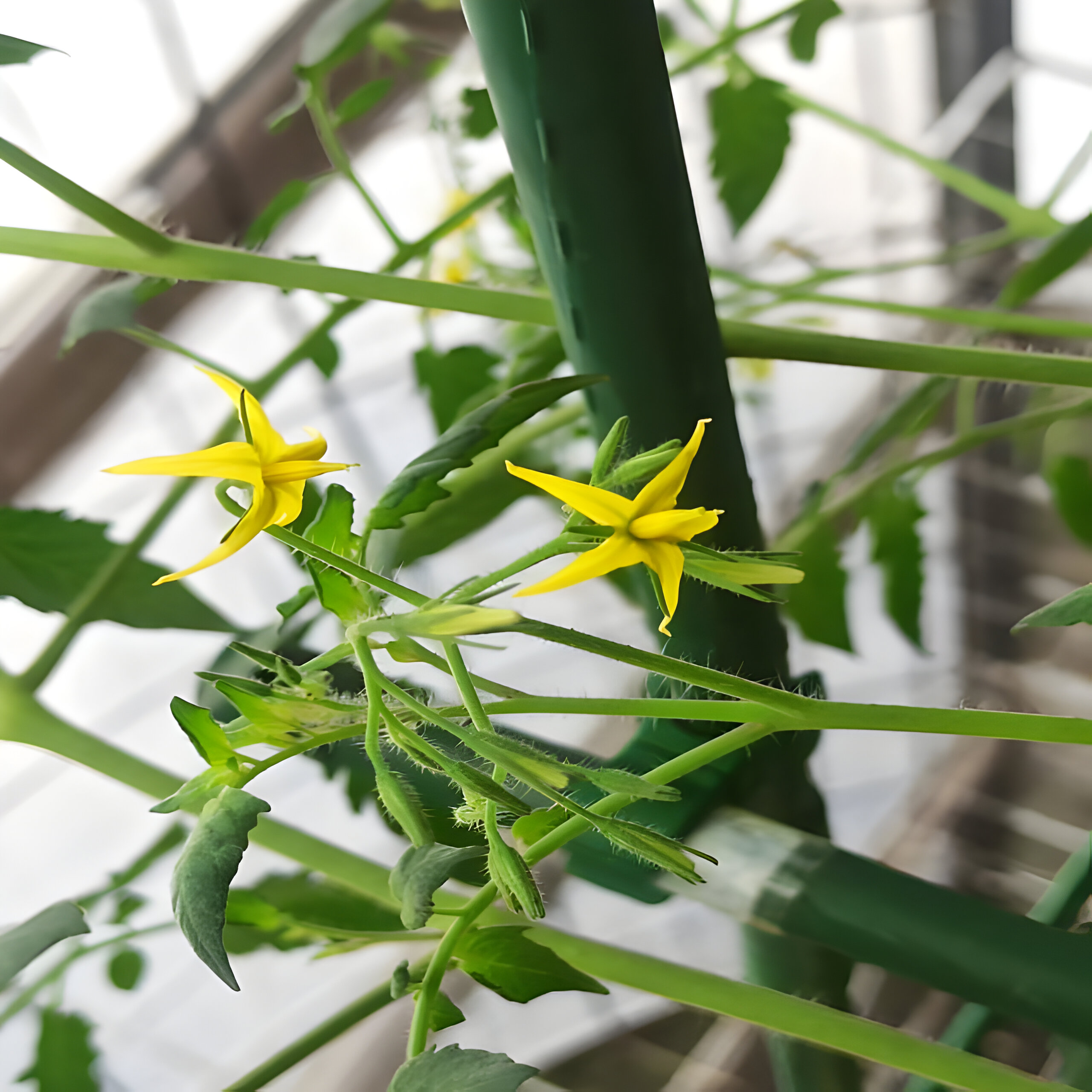 Tomato development detector Object Detection Dataset and Pre-Trained ...