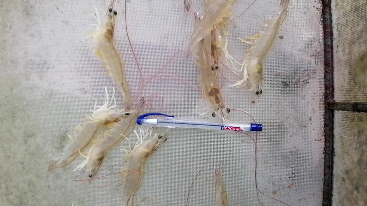 shrimp Object Detection Model by test