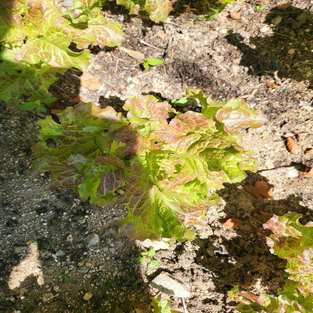 Canadian Weeds2 Object Detection Dataset And Pre Trained Model By Weed