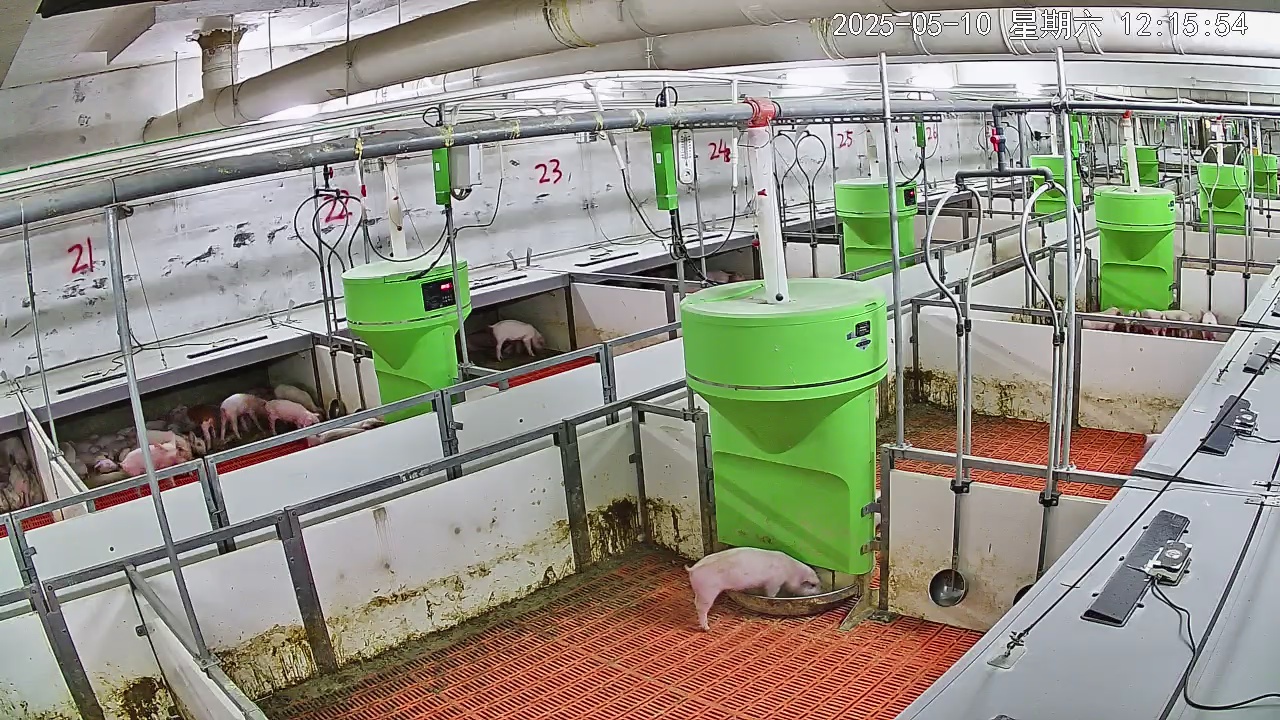 pig Object Detection Dataset by SouthWest JiaoTong University