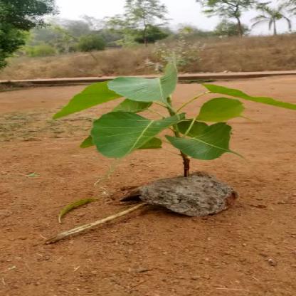 medicinal plant detection Object Detection Dataset by medicinal plant