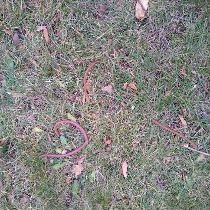 worm 50 Object Detection Dataset by worm