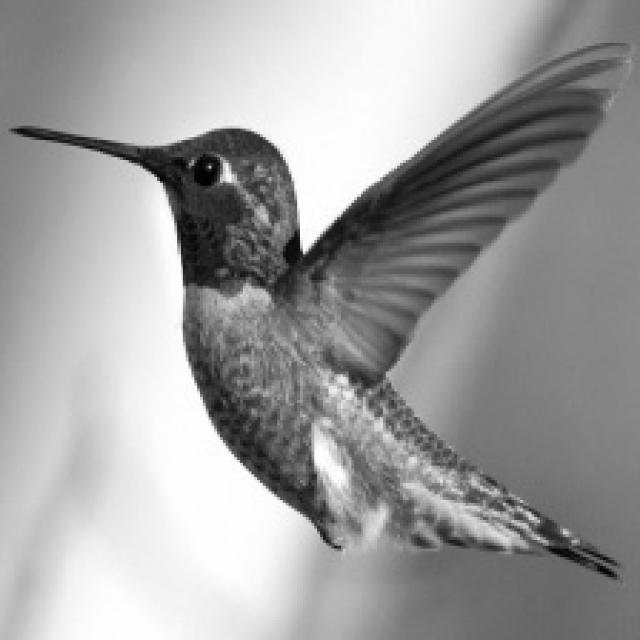 Bird Detection Object Detection Dataset By Napat