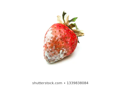Top 12_strawberry_immature Datasets and Models | Roboflow Universe