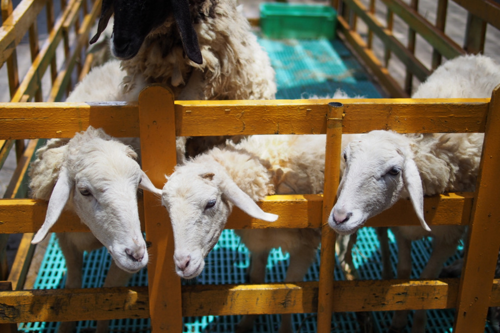 goat Object Detection Dataset by Small Scale Experiments