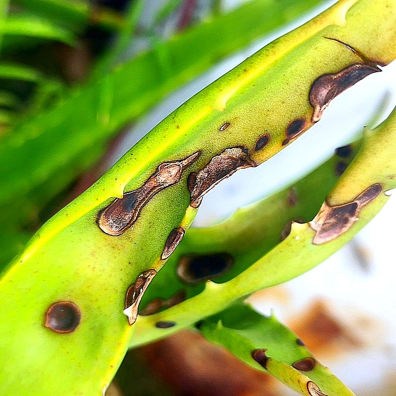 Ok Actual Project Object Detection Dataset And Pre Trained Model By Capstone